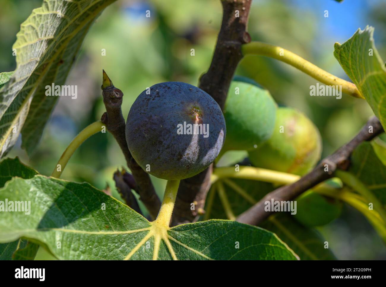 figs ripen on a tree on the island of Cyprus 6 Stock Photo - Alamy