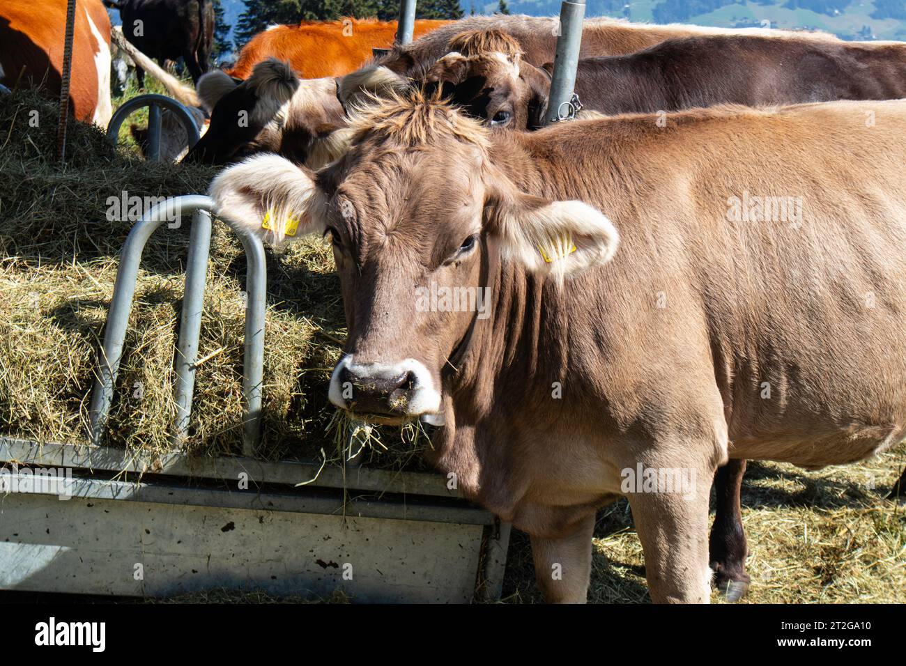 Dairy cow feeding inside barn hi-res stock photography and images - Alamy