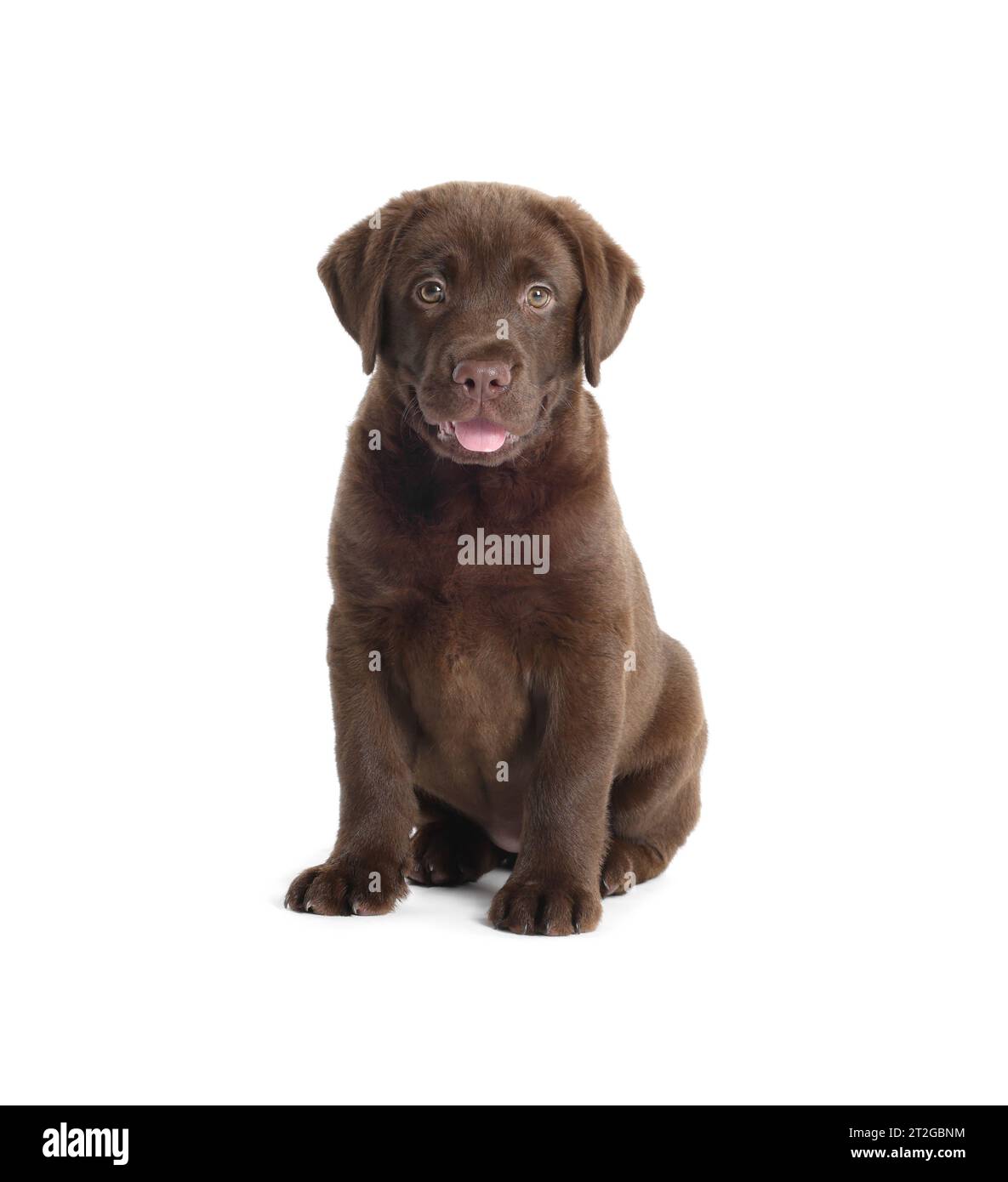 Cute chocolate Labrador Retriever puppy on white background Stock Photo ...