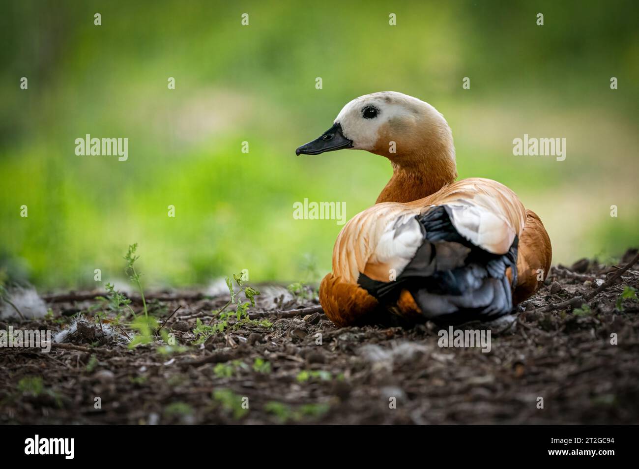The ruddy shelduck (Tadorna ferruginea), known in India as the Brahminy ...