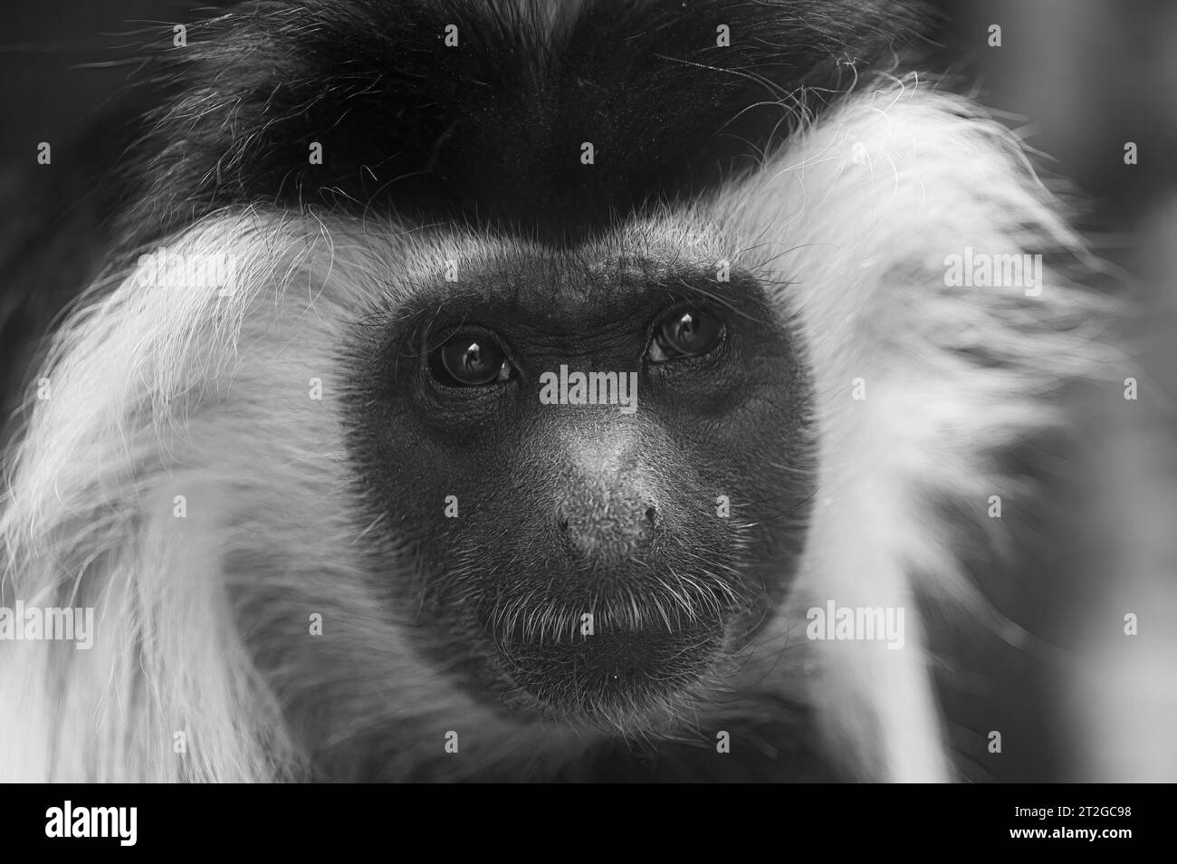 The Angolan colobus is one of Central Africa's five known species of ...