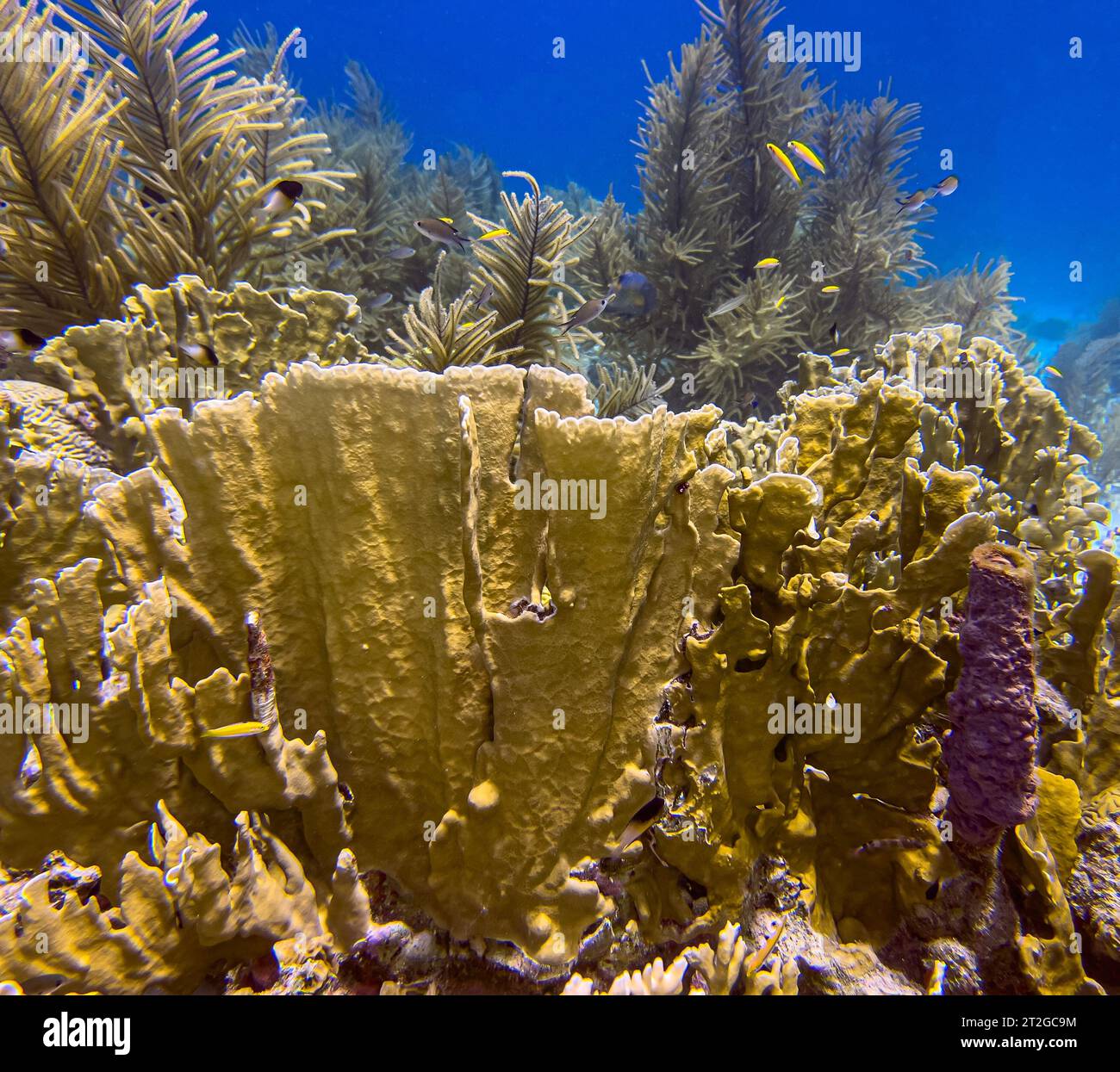 Fire corals ,Millepora are a genus of colonial hydrocorals.family ...