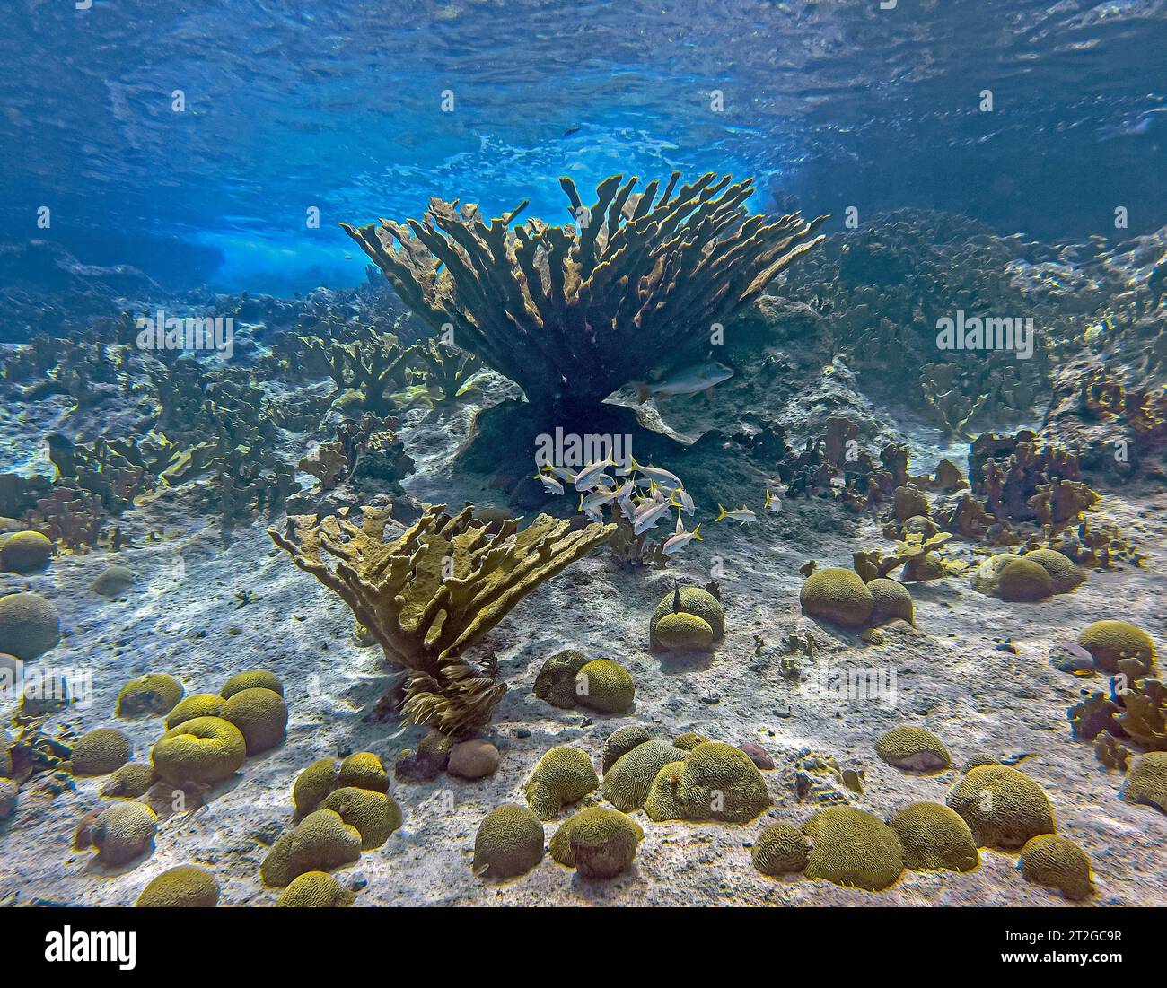 Elkhorn coral ,Acropora palmata,is an important reef-building coral in ...