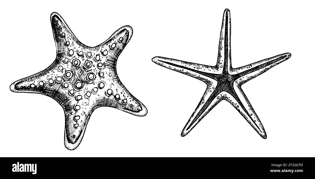 Starfish vector illustrations set. Hand drawn drawing of Star Fish in ...
