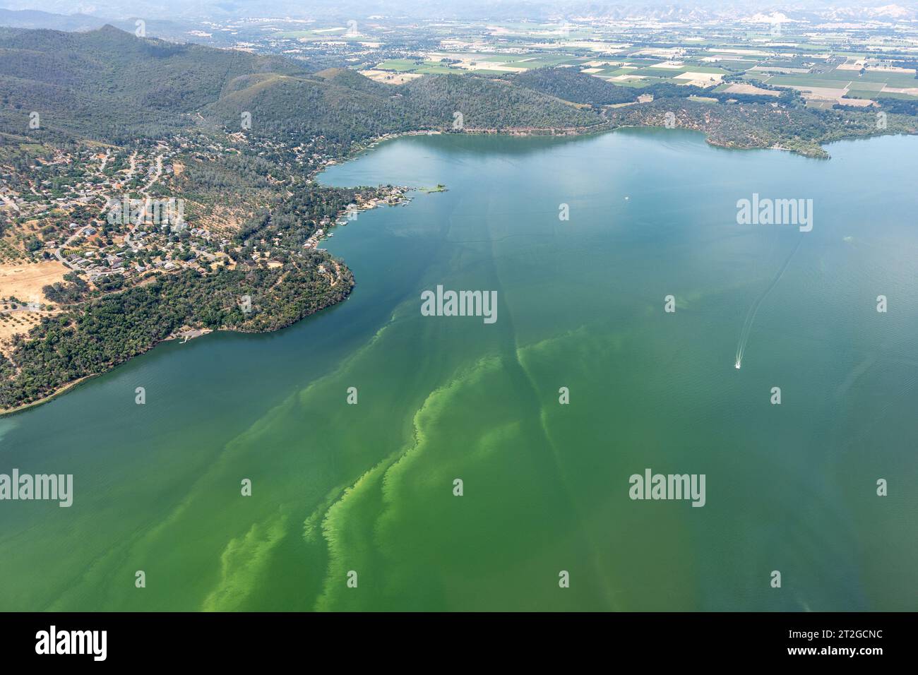 Aerial view of green algae blumes in Clear Lake Stock Photo - Alamy
