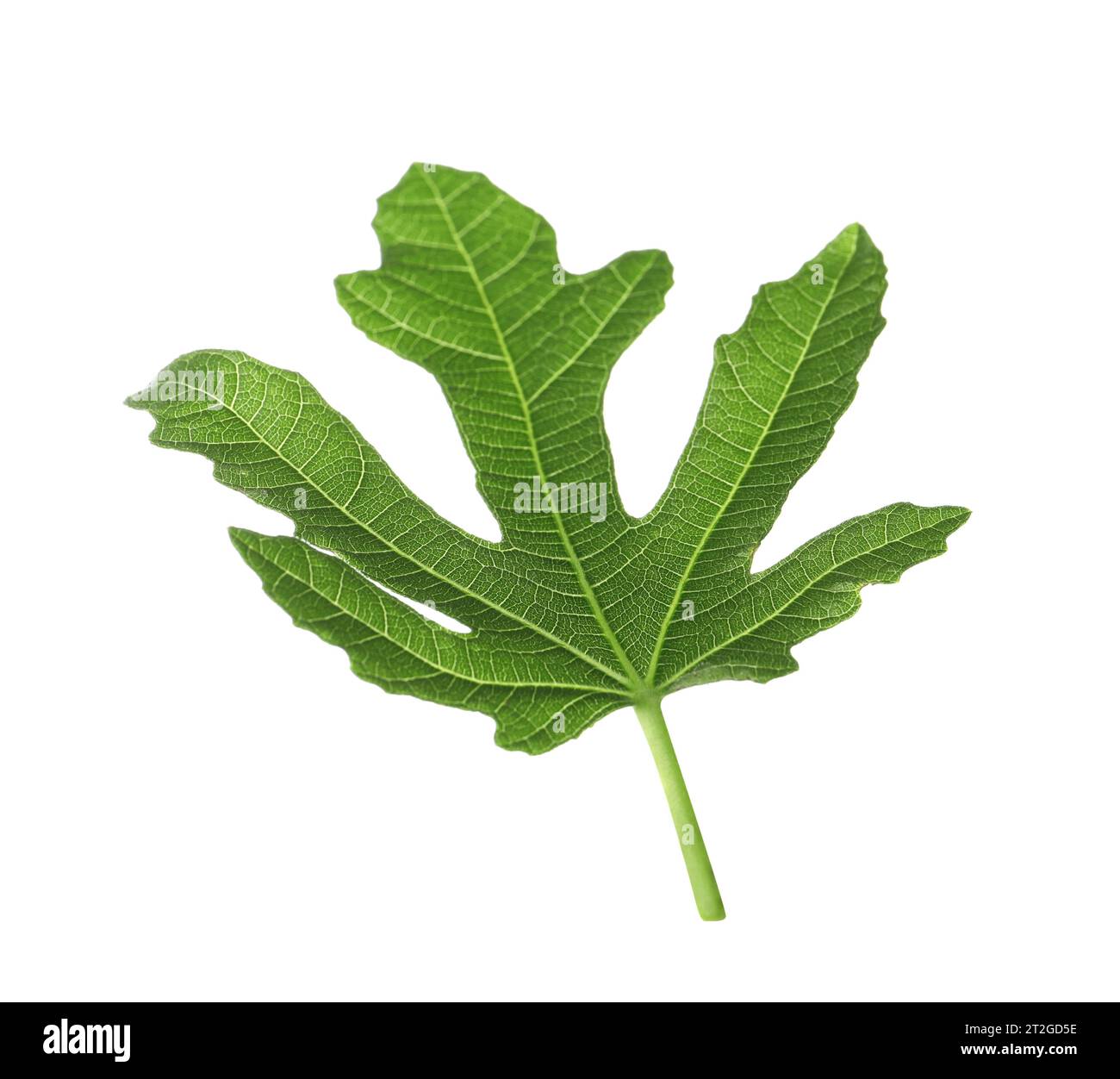 One green leaf of fig tree isolated on white Stock Photo - Alamy