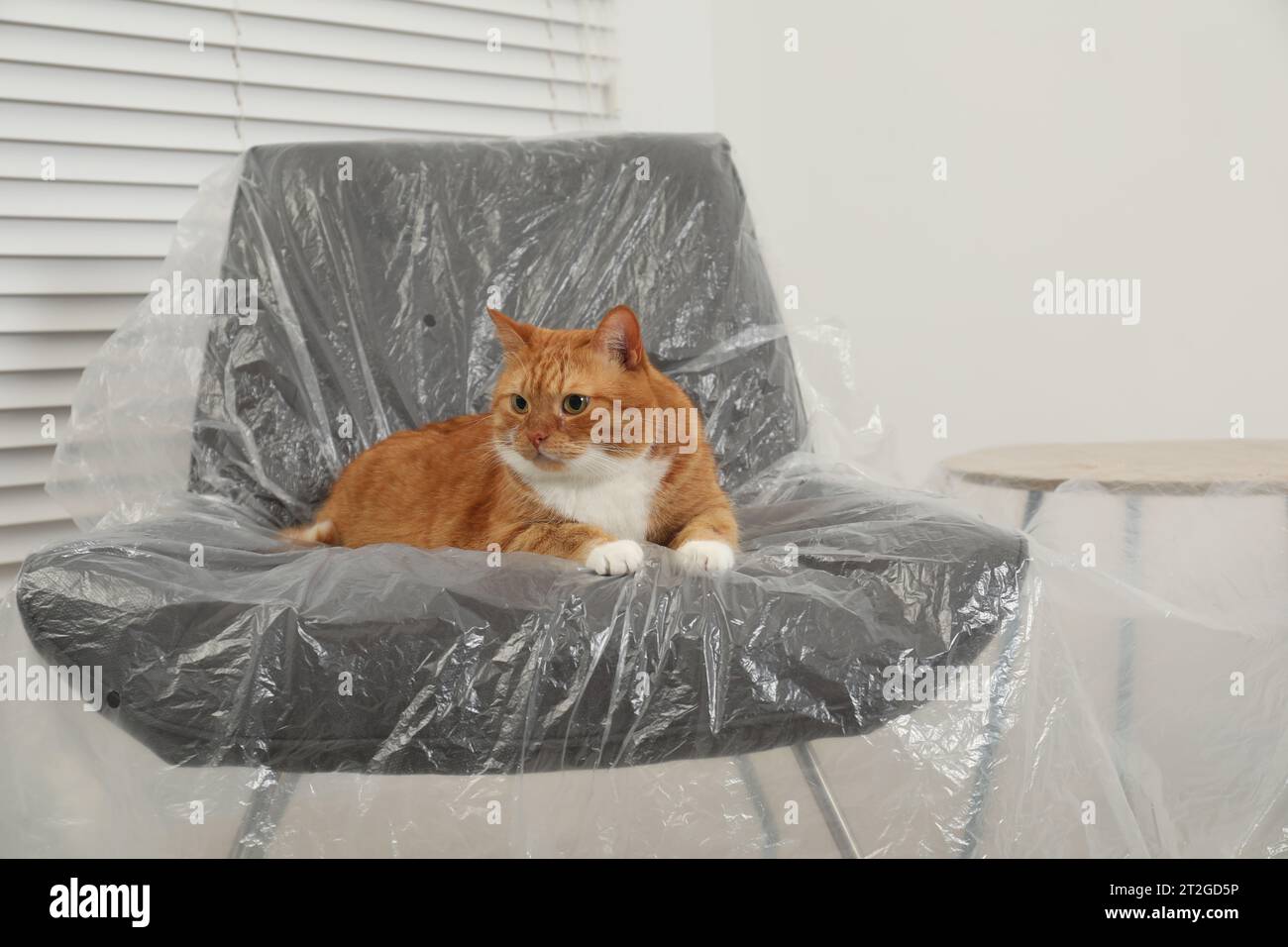 Cute ginger cat resting in armchair covered with plastic film indoors ...