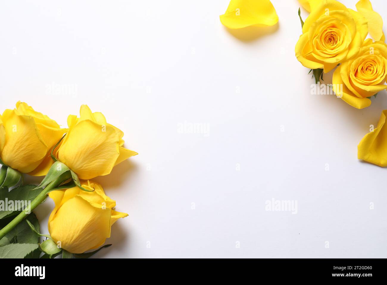 Beautiful yellow roses on white background, flat lay. Space for text ...