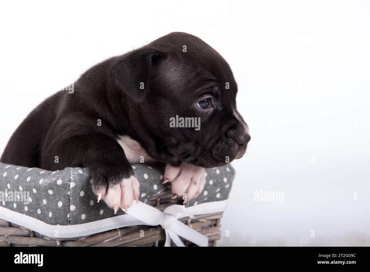 Cute small American Staffordshire Terrier dog or AmStaff puppy on white ...