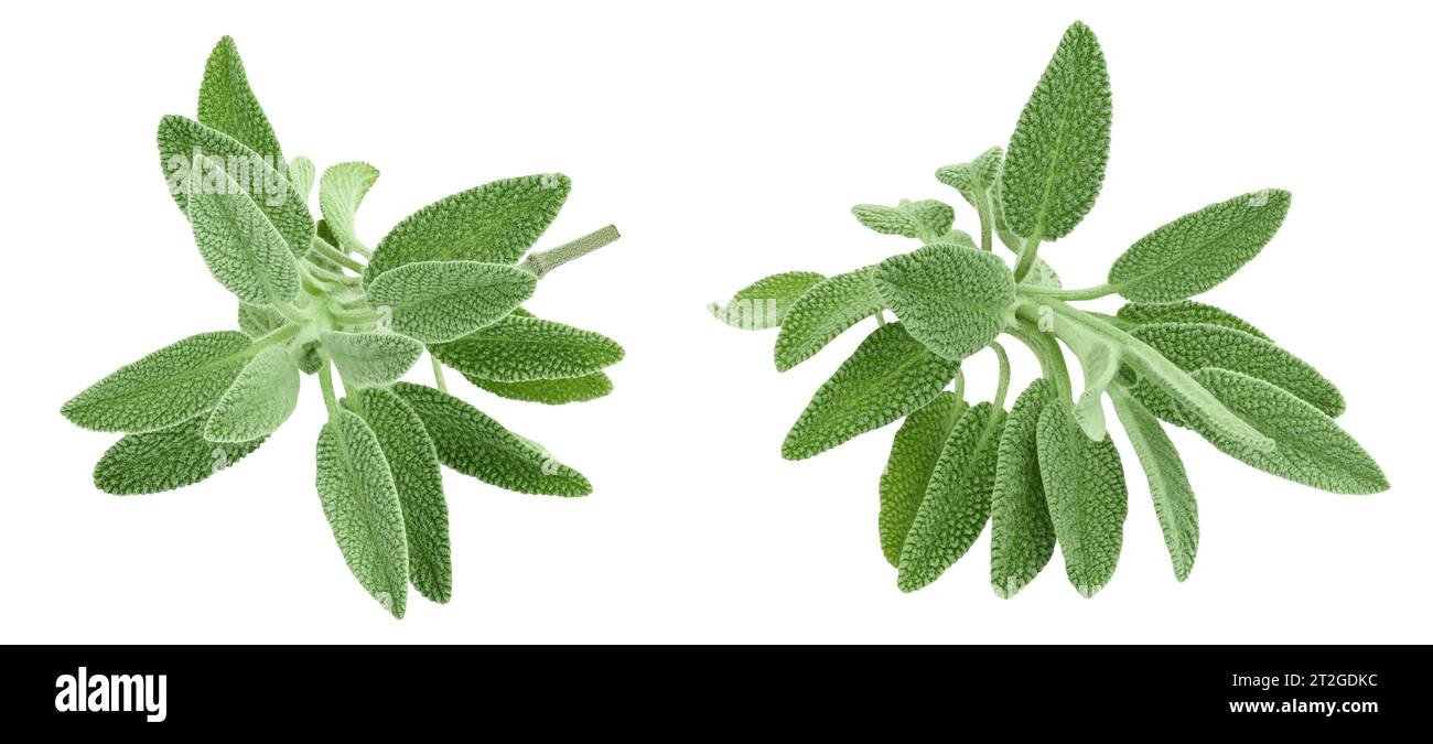 fresh sage herb isolated on white background with full depth of field ...