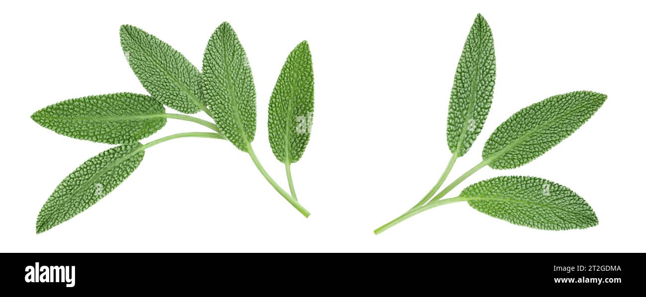 fresh sage herb isolated on white background with full depth of field ...