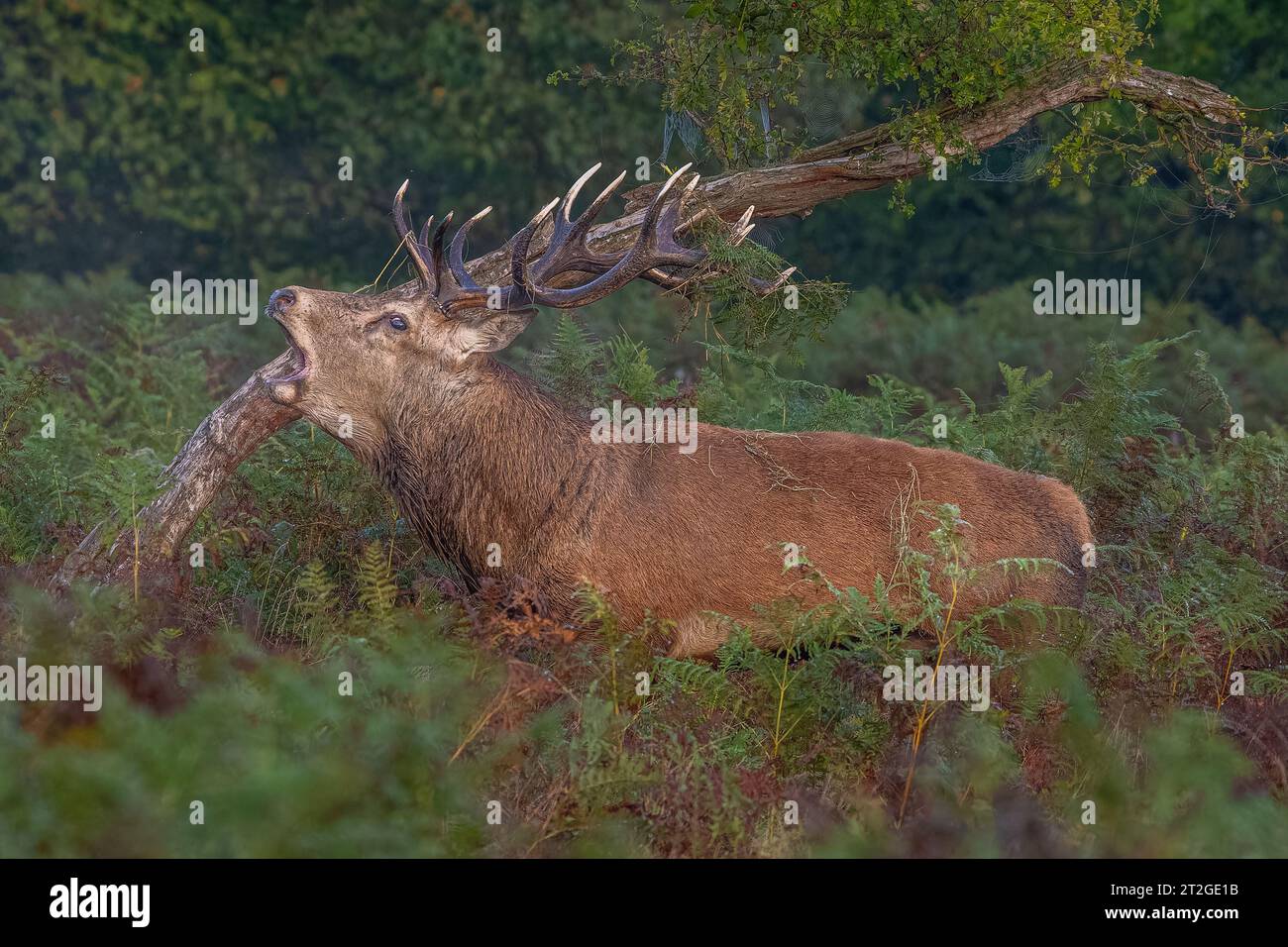Hampton hill bushy park hi-res stock photography and images - Alamy