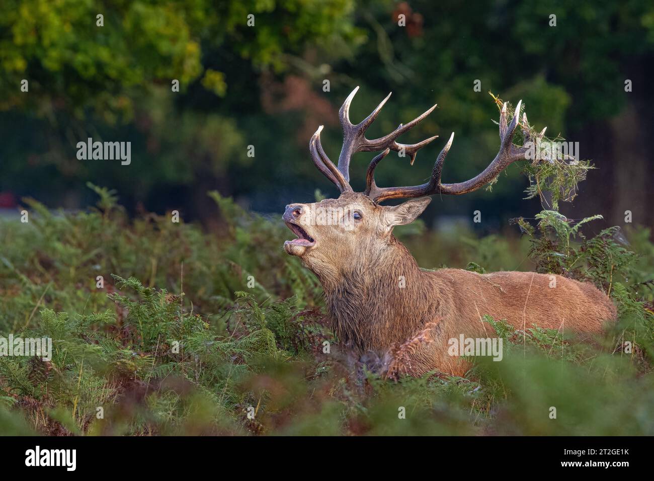 Red deer stag in Bushy Park Hampton hill London UK one early moring ...