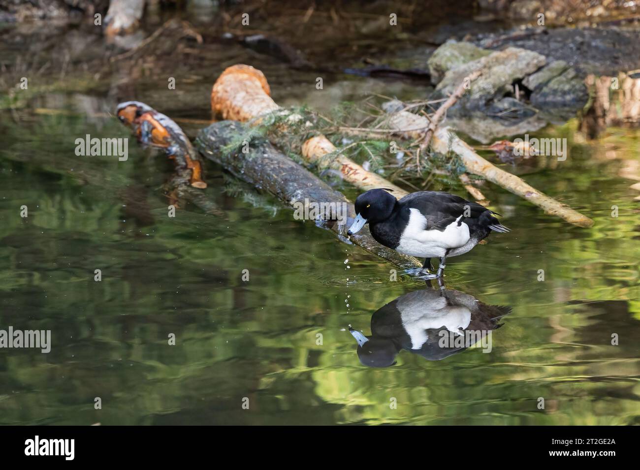 The tufted duck or tufted pochard (Aythya fuligula) is a small diving ... The tufted duck or tufted pochard (Aythya fuligula) is a small diving ...