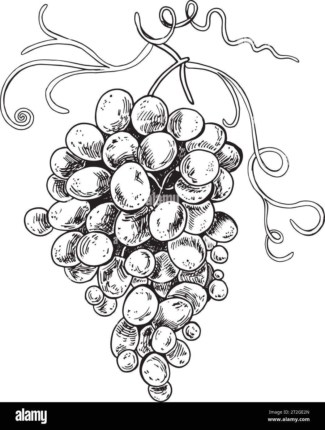 Grapes sketch hand drawn . Wine vine close up outline, leaves, berries ...