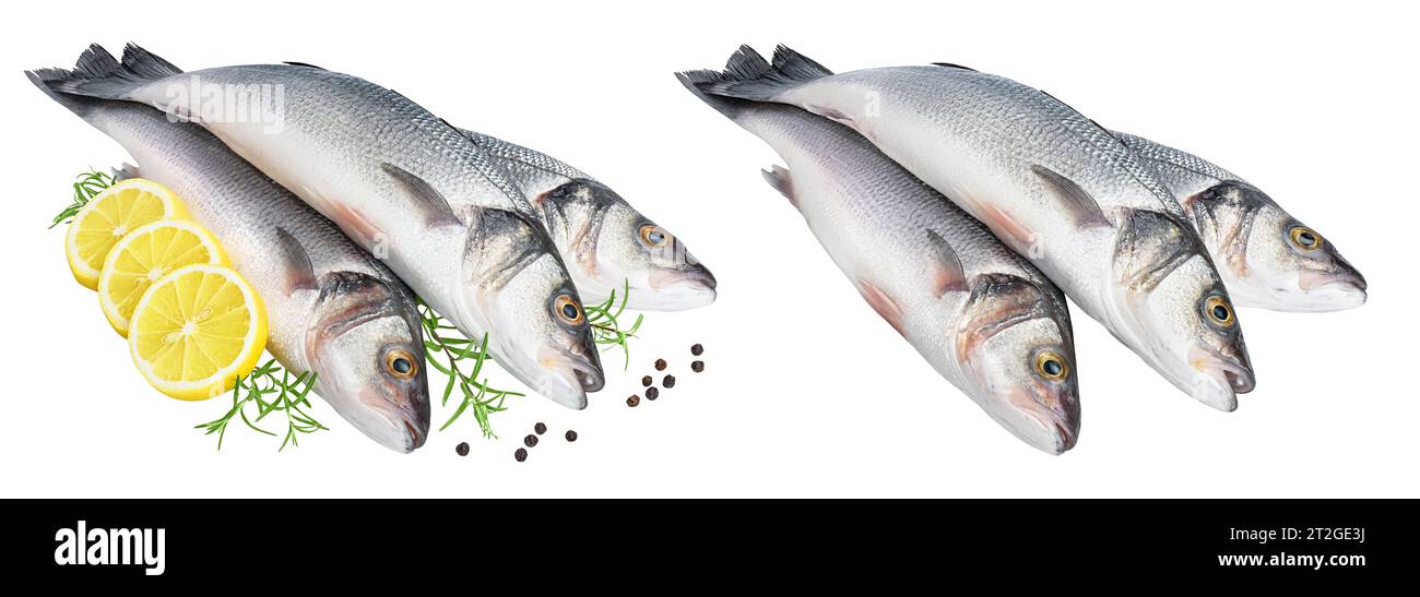 Sea bass fich isolated on white background with full depth of field ...