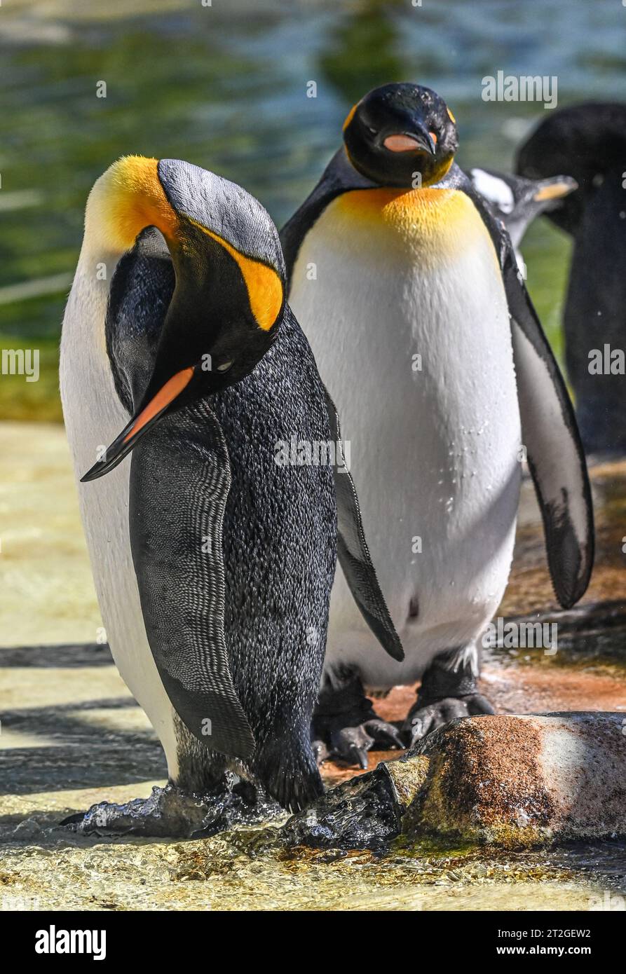 Penguins, Edinburgh Zoo Stock Photo - Alamy