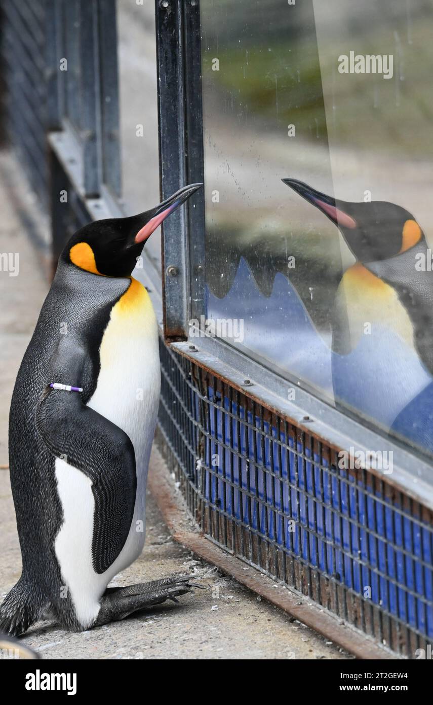 Rockhopper penguins zoo hi-res stock photography and images - Alamy