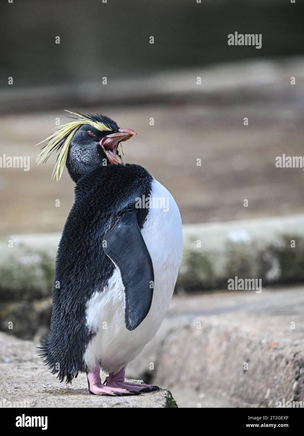 Edinburgh zoo photography hi-res stock photography and images - Alamy