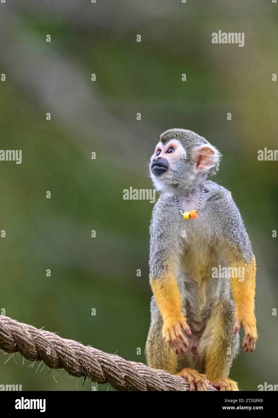 Scotland monkeys hi-res stock photography and images - Alamy