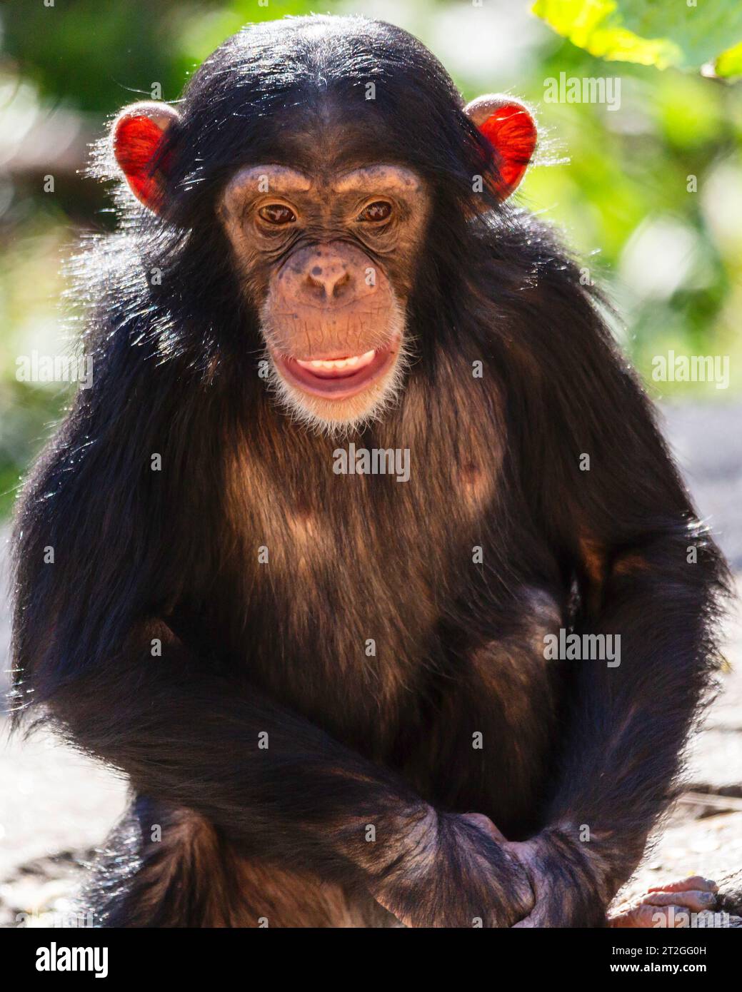 Portrait of a young female chimpanzee making eye contact Stock Photo ...