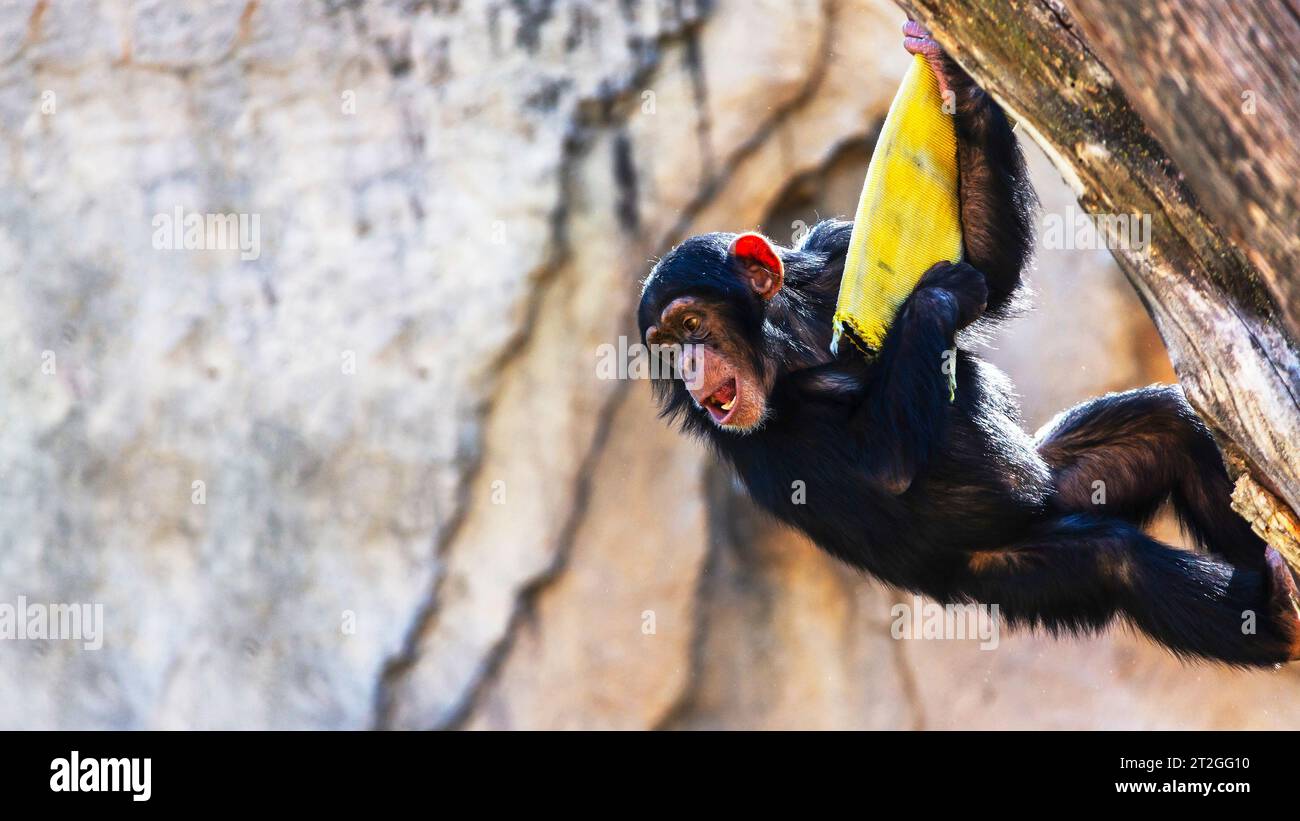 portrait of a happy young chimpanzee playing at the St. Louis Zoo in St ...