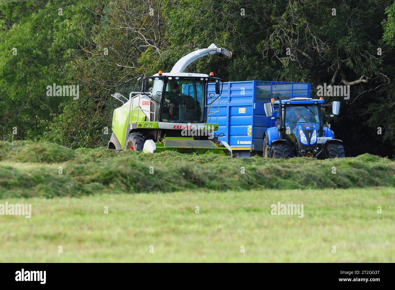 Forage harvester collecting silage on a Dorset hillside Stock Photo - Alamy