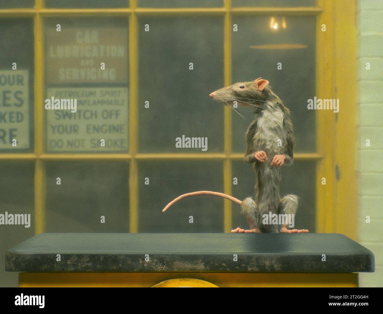 THE RAT CATCHER, rat, 2023. © Netflix /Courtesy Everett Collection ...