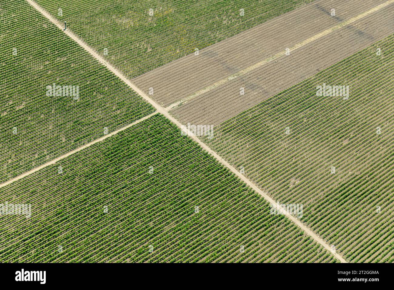 geometric pattern of dirt roads crossing vineyard farm fields Stock ...