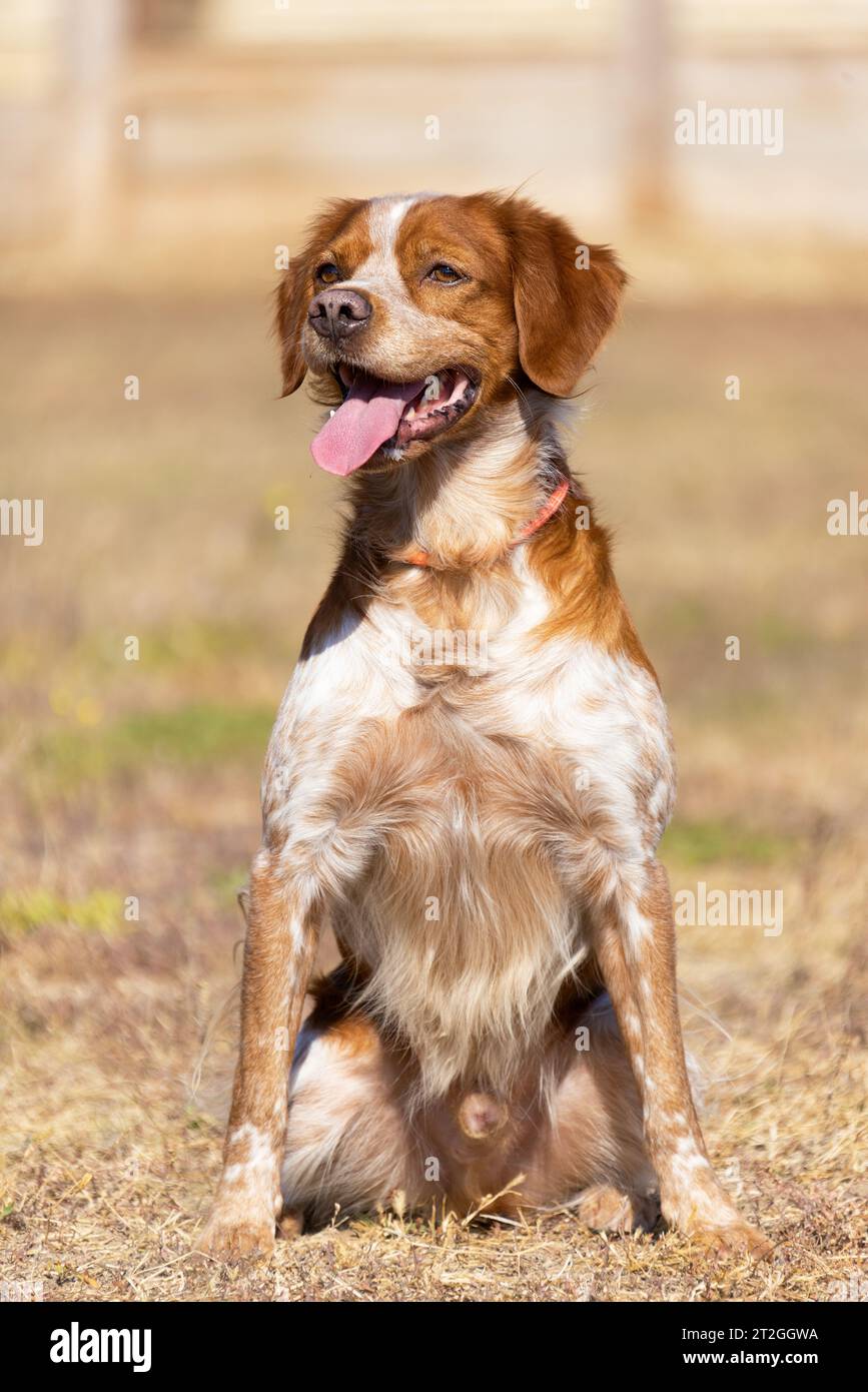 Brittany Epanel Breton portrait of dog in orange and white french ...