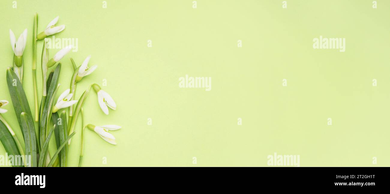 Beautiful snowdrops on green background with space for text Stock Photo ...