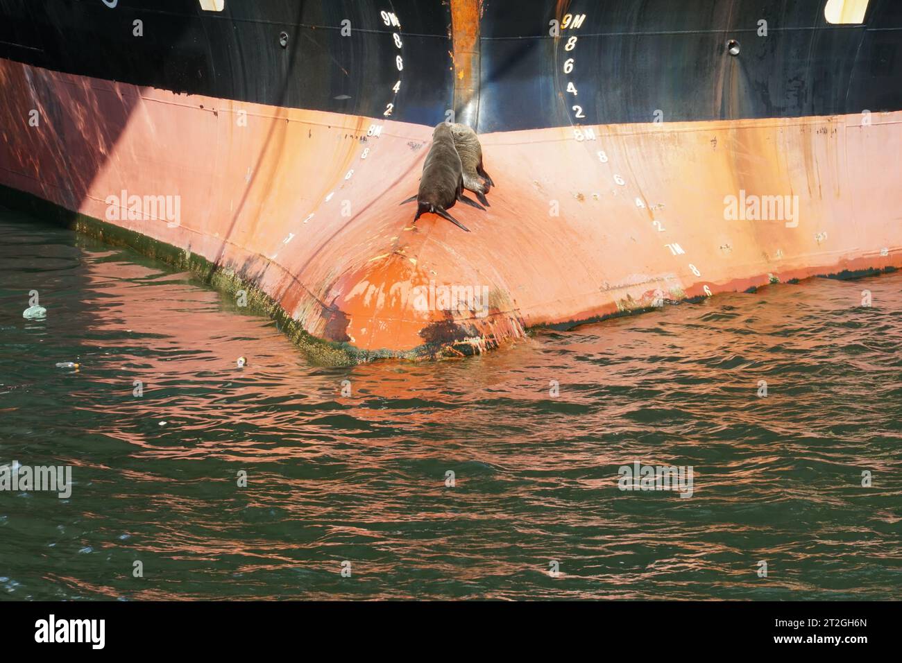 Two Cape fur seals, Arctocephalus pusillus pusillus in Latin, sitting ...