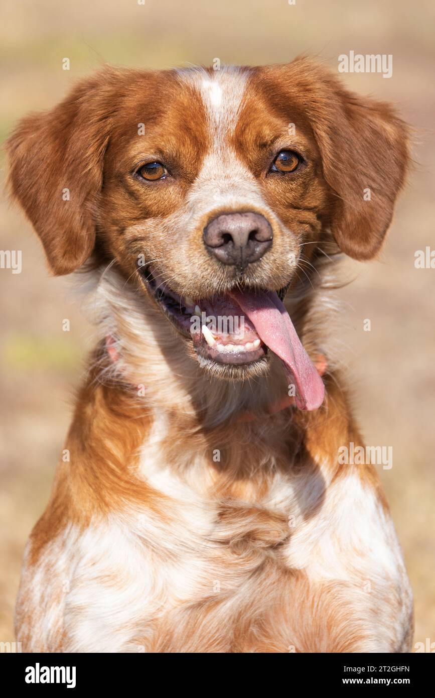 Studio french pointer dog not pyrenees hi-res stock photography and ...