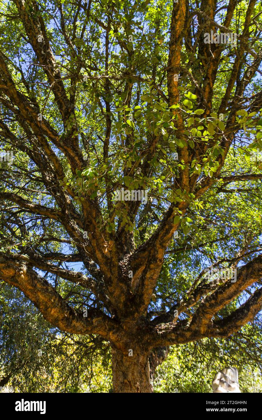 Well tree hi-res stock photography and images - Alamy