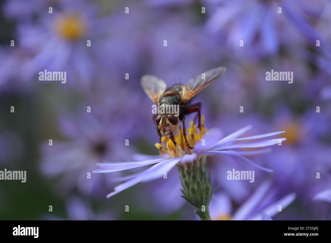 Tachinaire hi-res stock photography and images - Alamy