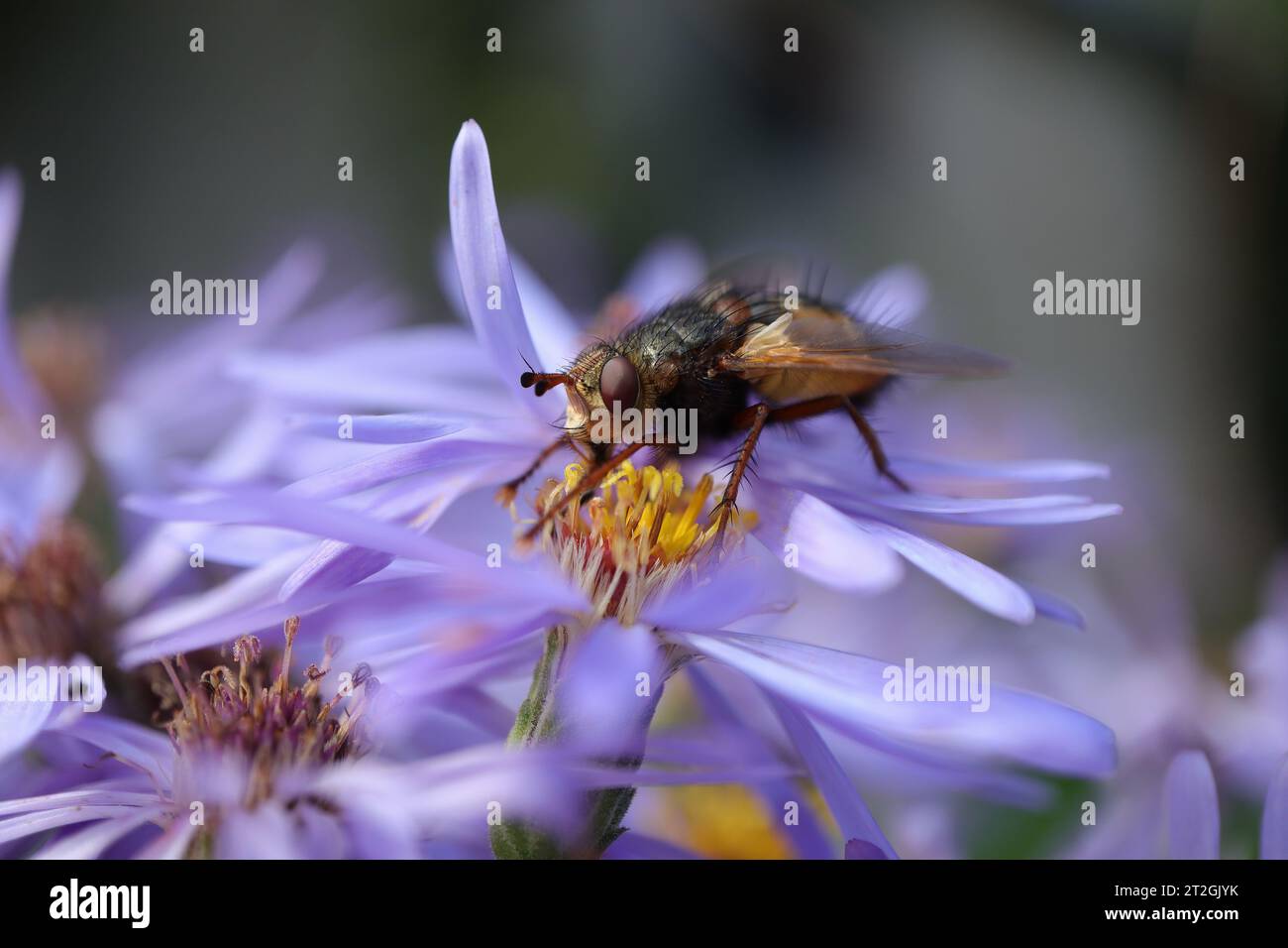 Tachinaire hi-res stock photography and images - Alamy