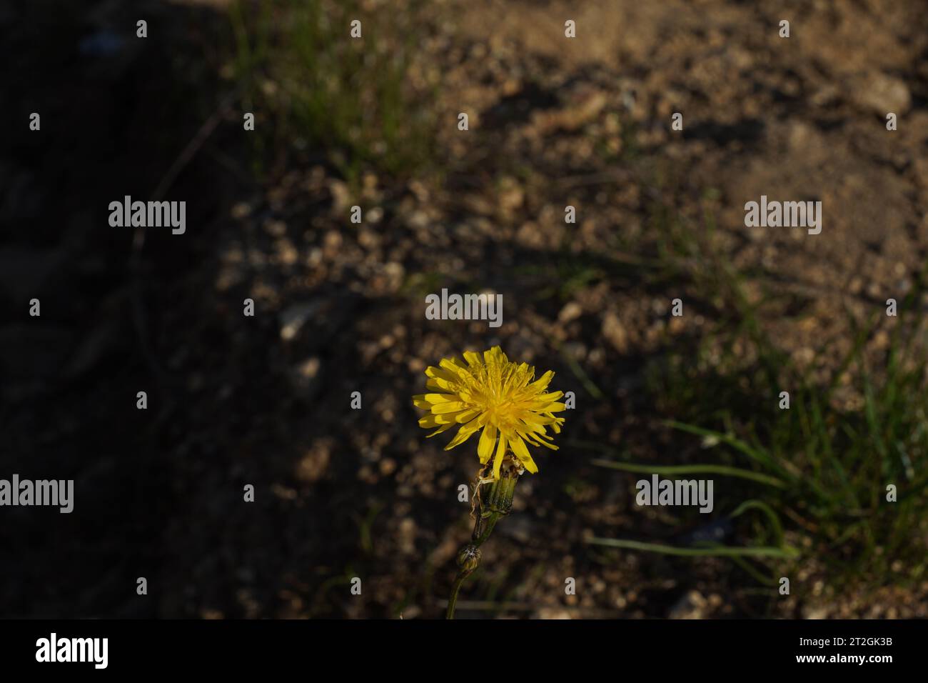Yellow flower of a plant catsear or cat's ear in Latin called ...