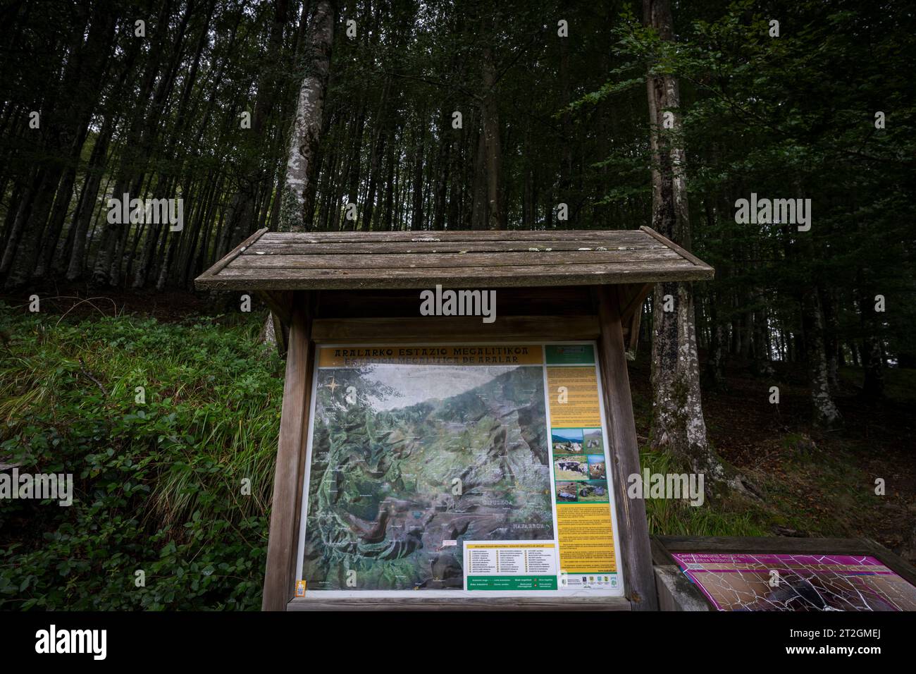 information sign in Basque and Spanish, beech forest near Lizarrusti ...