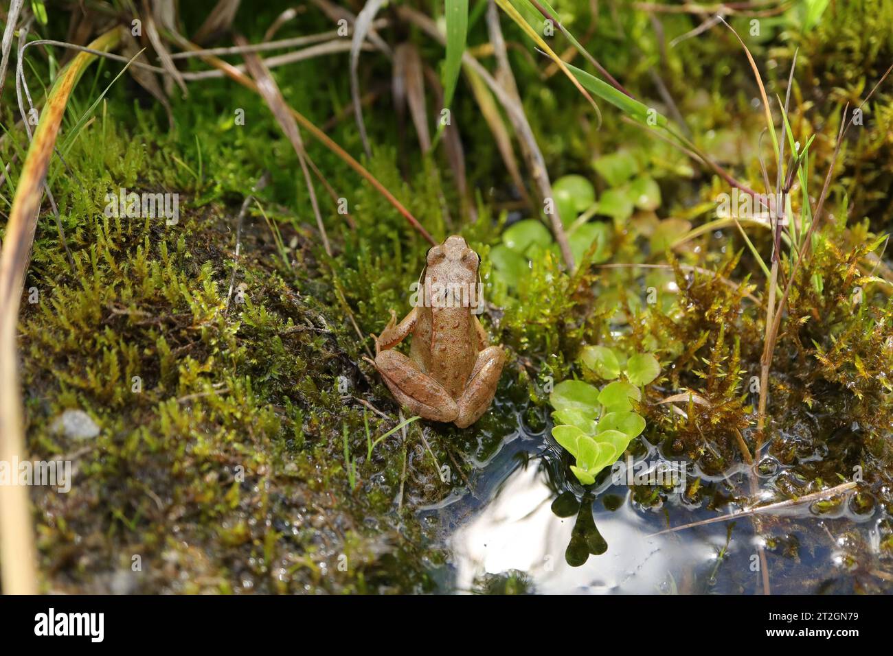 Grenouille rousse (Rana temporaria) Rana temporaria in its natural ...