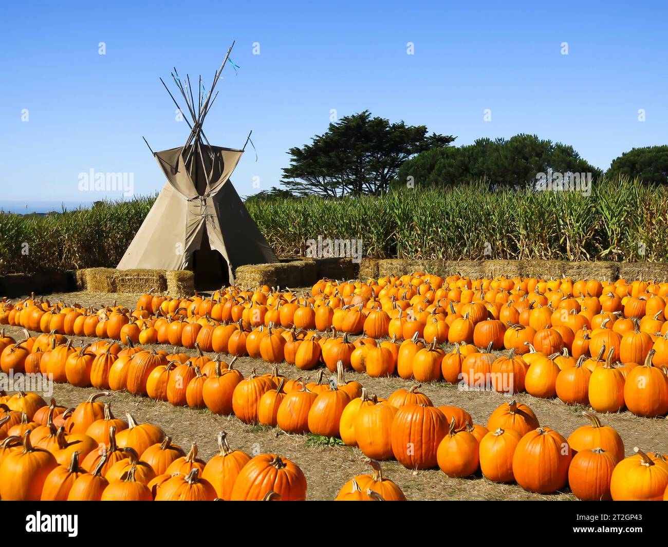 Vibrant patch of ground hi-res stock photography and images - Alamy