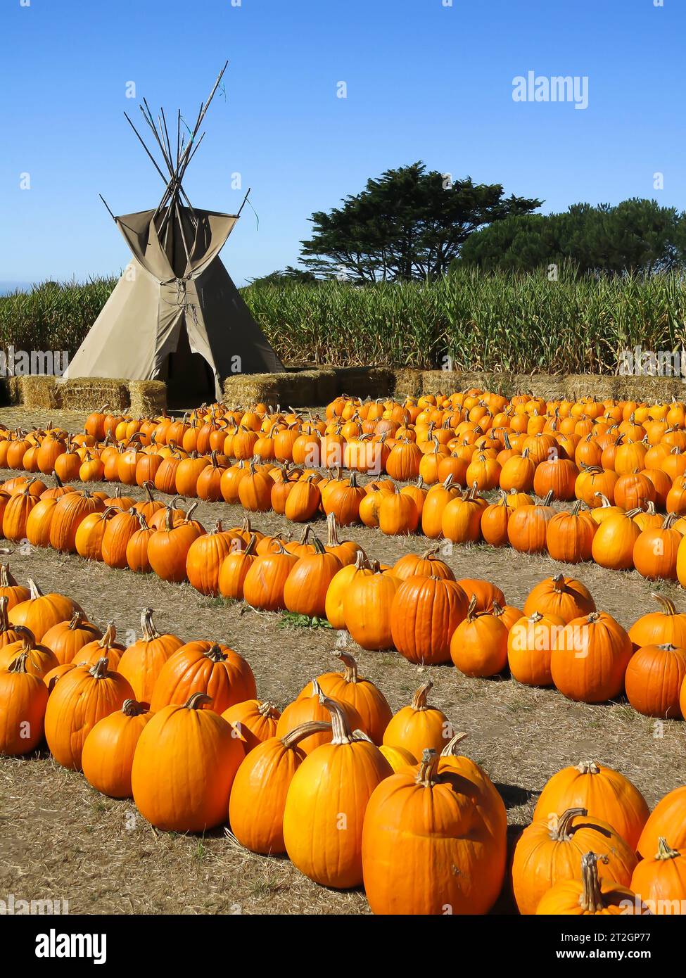 Vibrant patch of ground hi-res stock photography and images - Alamy