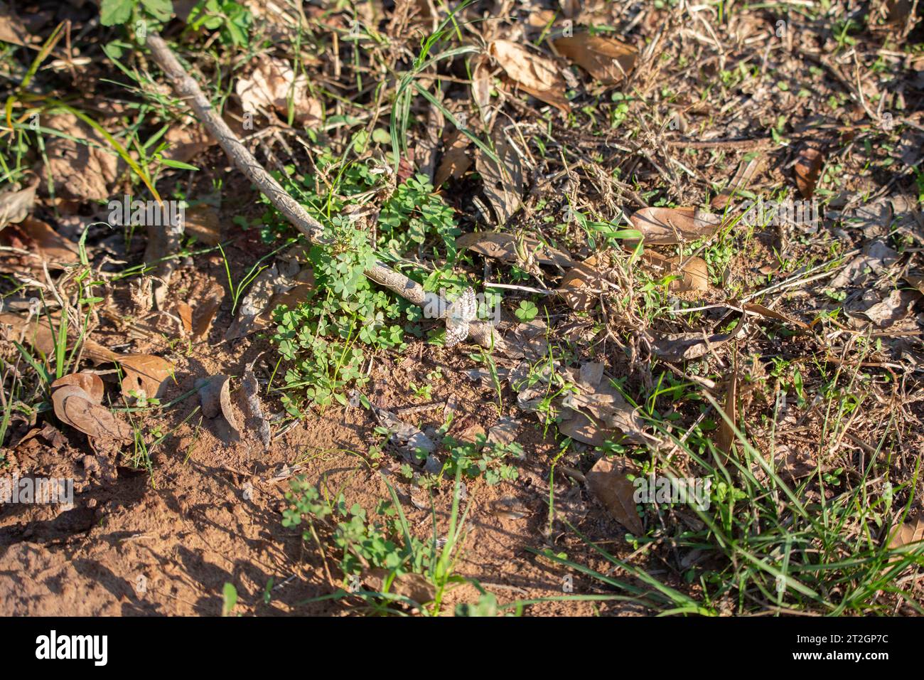 White checkered skipper (Pyrgus albescens) on a branch on the ground ...