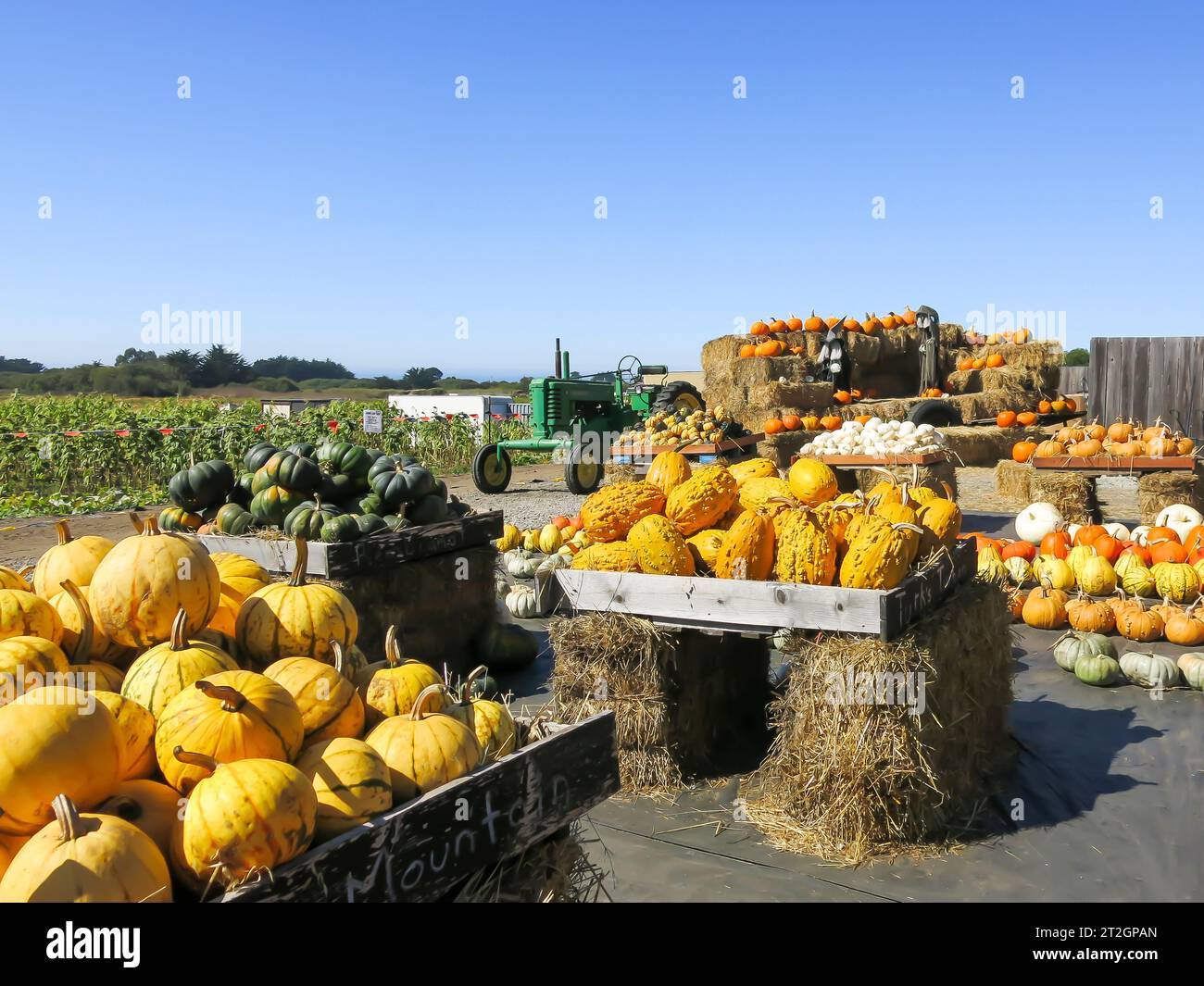 Pumpkin Patch on Farm Land Stock Photo - Alamy