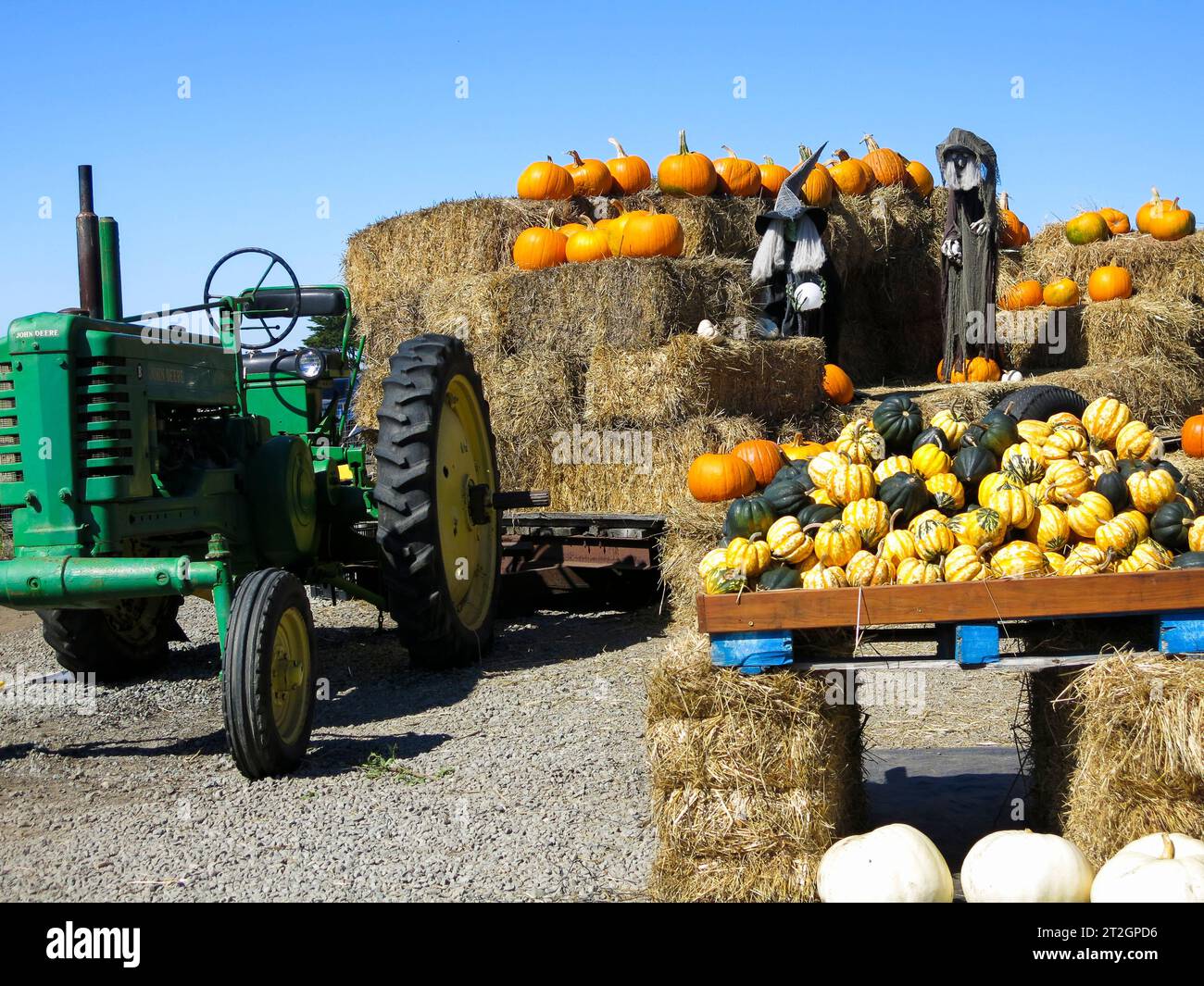 Pumpkin Patch on Farm Land Stock Photo - Alamy