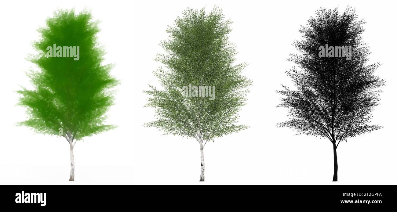 Set or collection of Japanese White Birch trees, painted, natural and ...