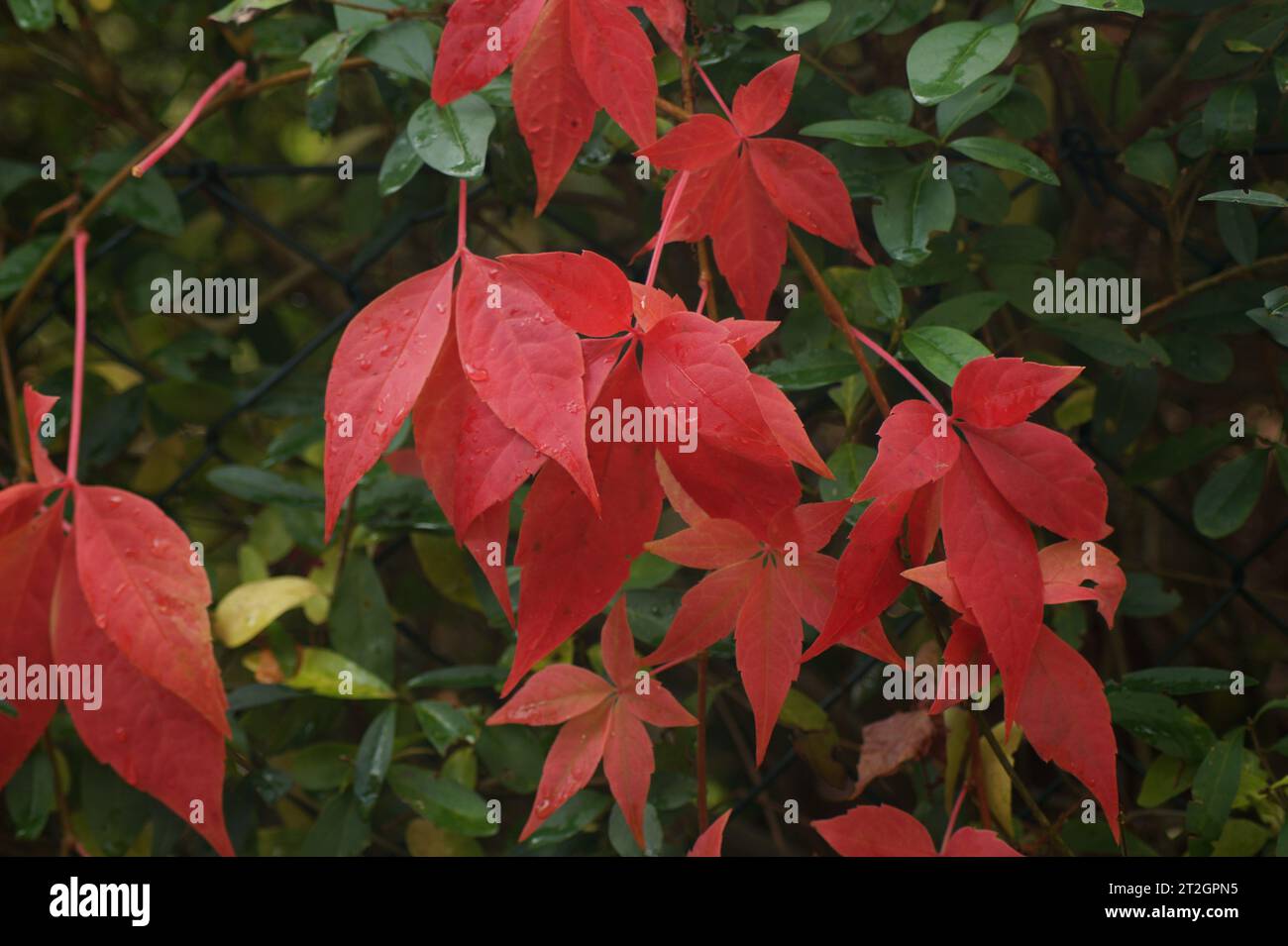 Wild vine leaves hi-res stock photography and images - Alamy