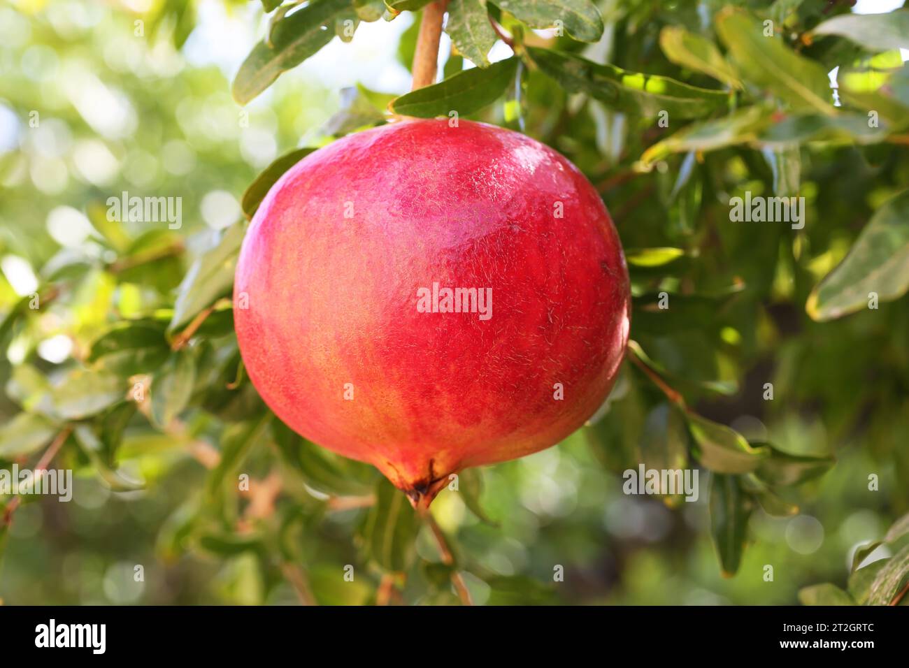 Pomegranate fruit hanging on tree hi-res stock photography and images ...