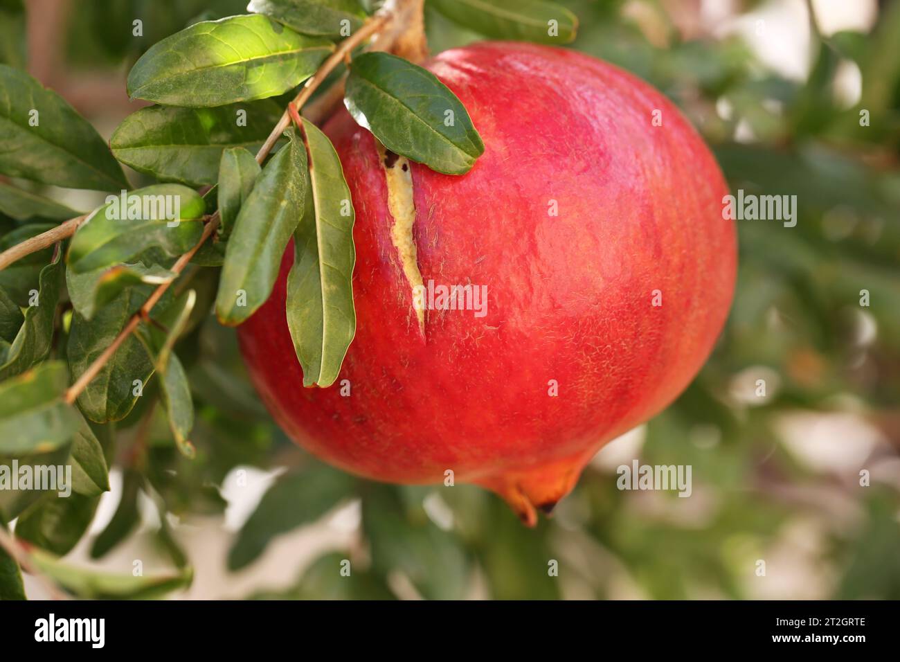 Fruit hanging on tree hi-res stock photography and images - Alamy