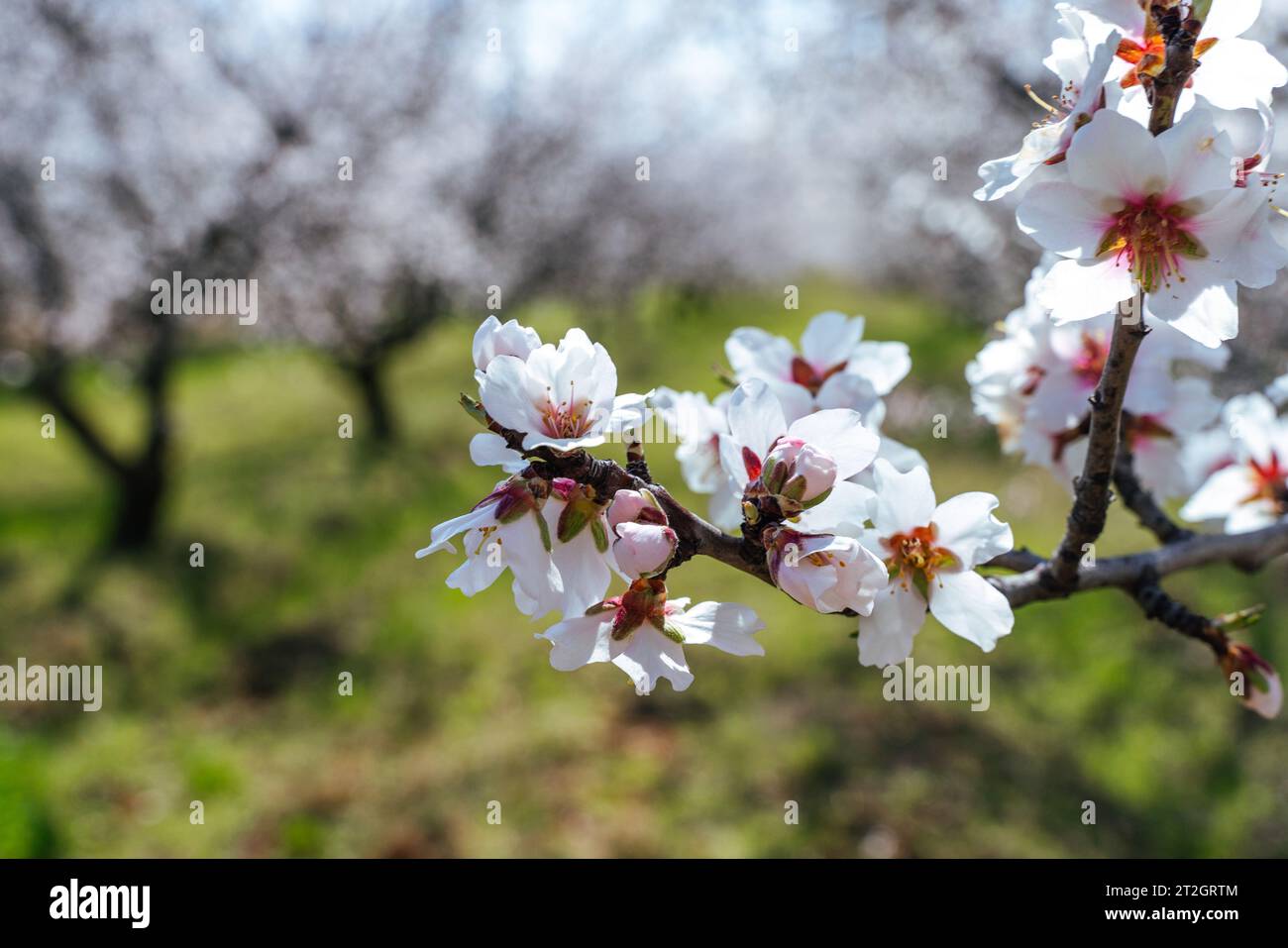 Beautiful almond blossoms on the almont tree branch Stock Photo - Alamy