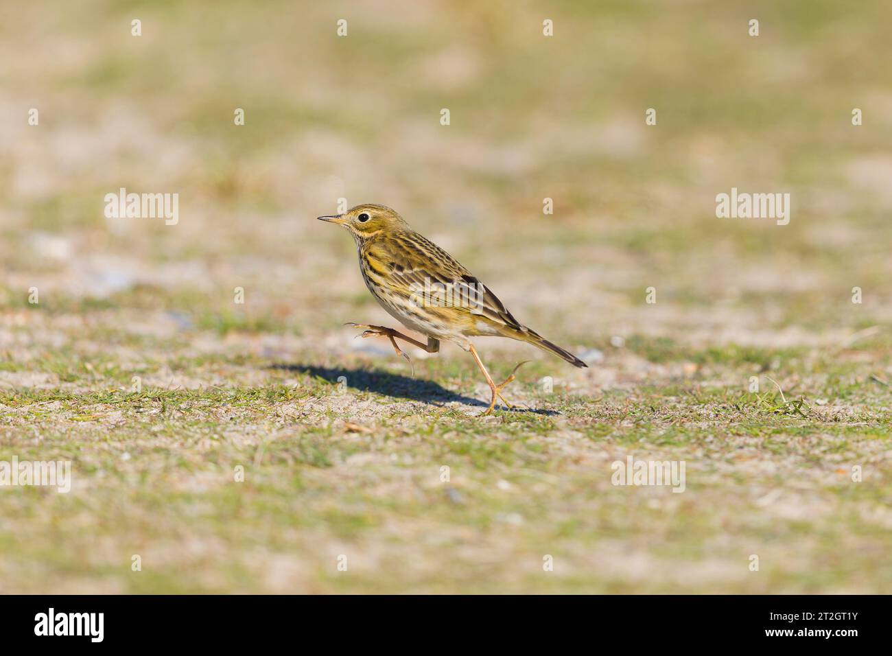 Meadow pipit Anthus pratensis, adult running on coastal grassland ...